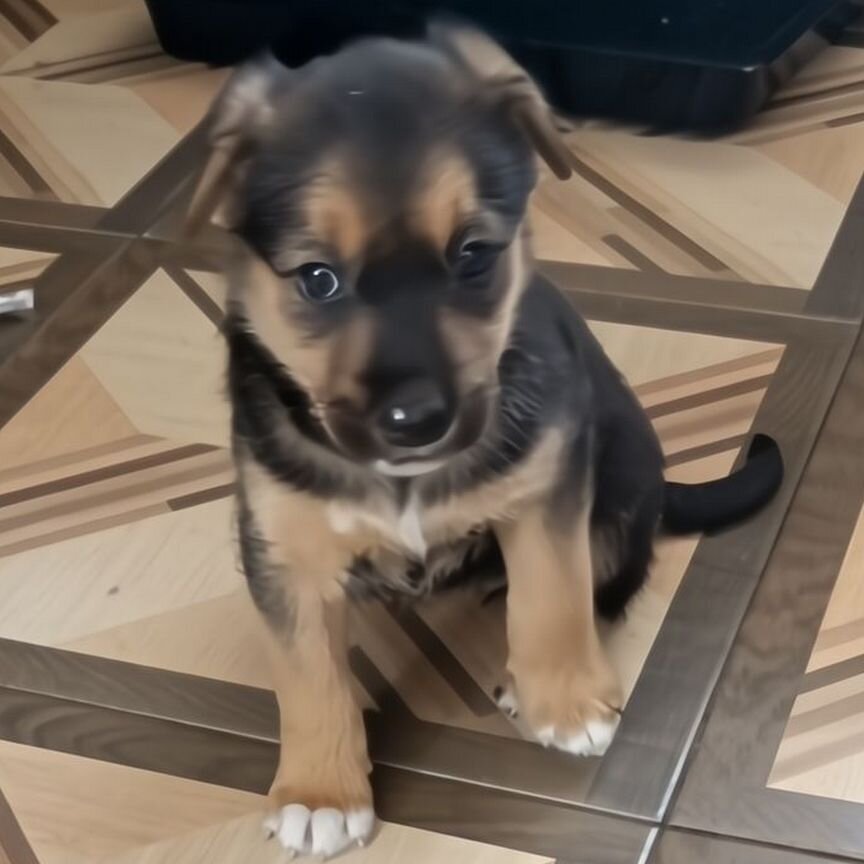 Щенок в добрые руки