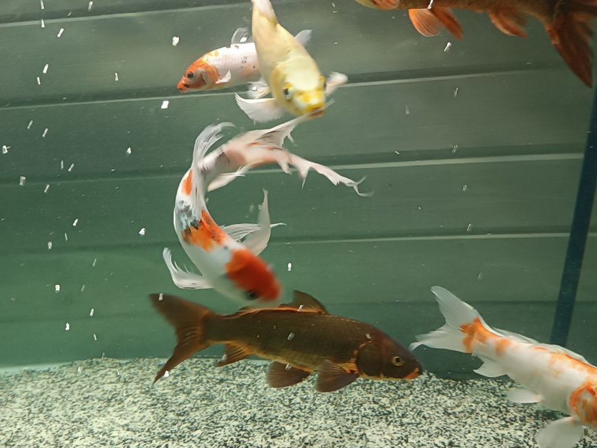 Карпы кои и аквариум