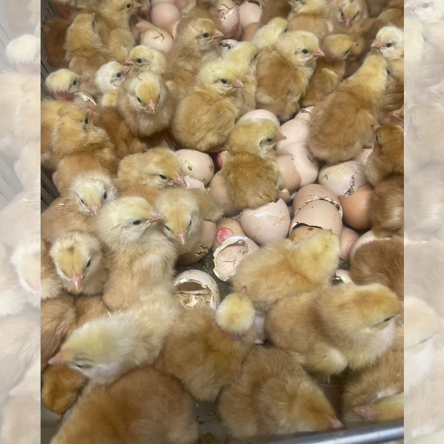 Цыплята редбро