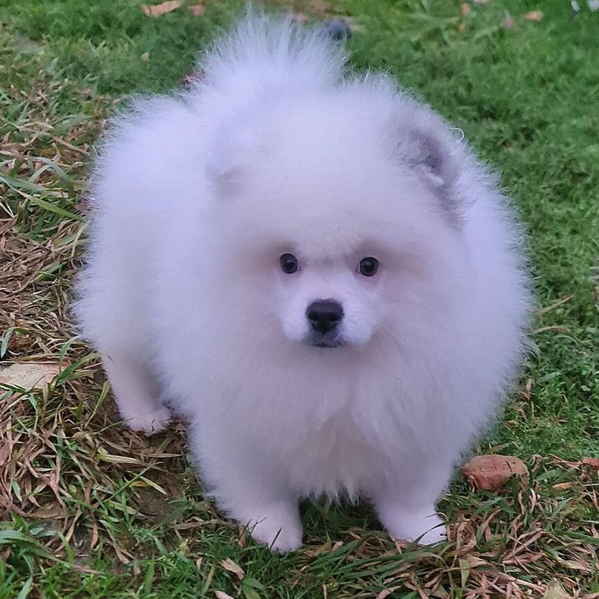 Померанский шпиц, щенок