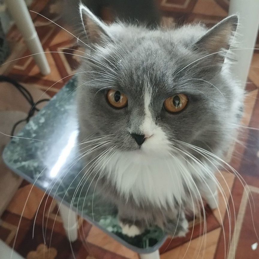 Кошки в добрые руки