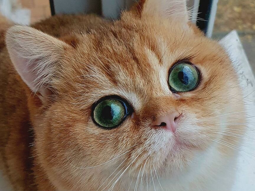 Золотая шиншилла (британец, котик)