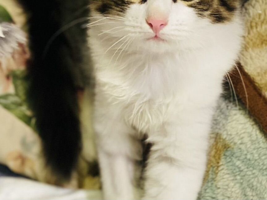 Котенок Фима из приюта ищет дом