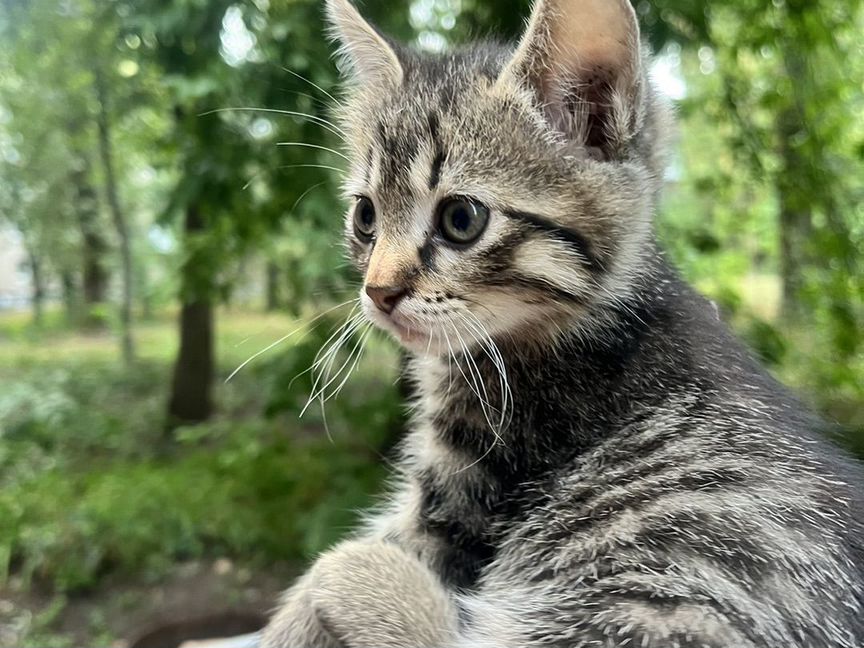 Котята в добрые руки бесплатно девочка