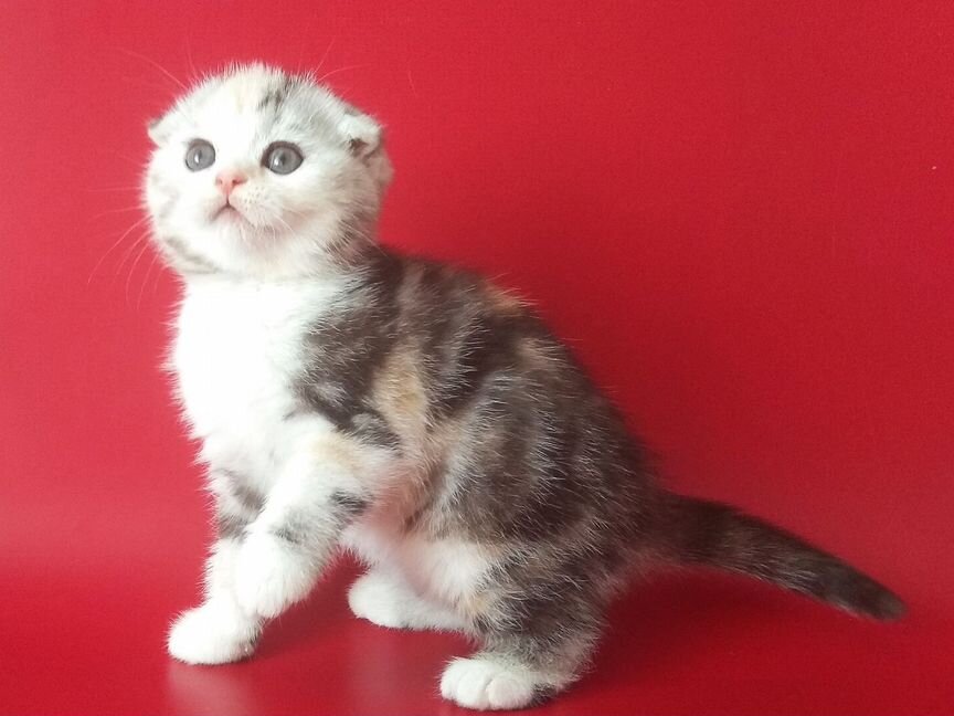 Шотландские котята
