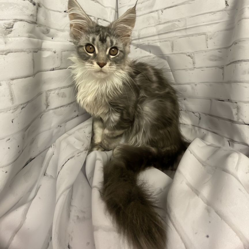 Мейн-кун котёнок