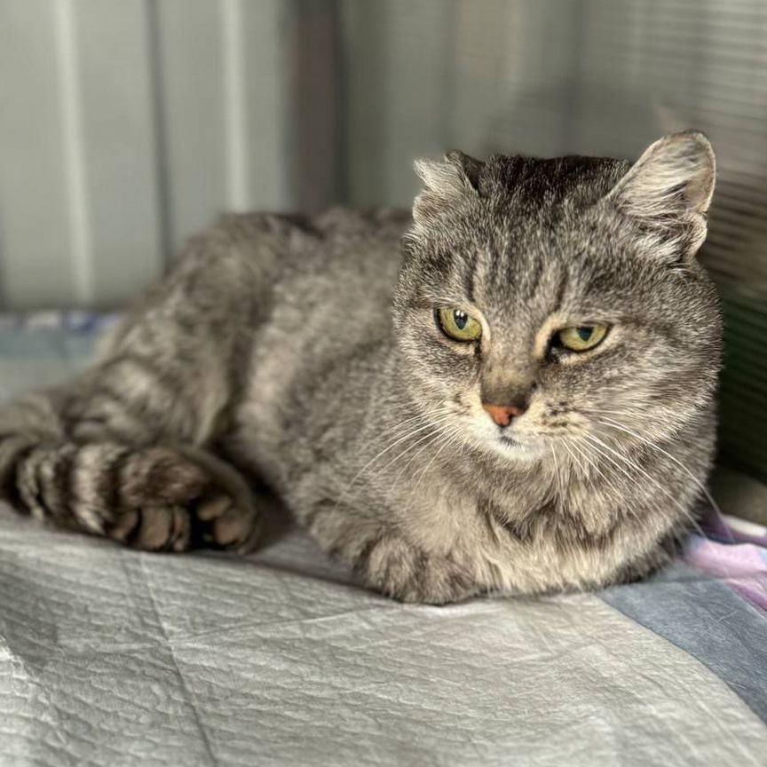 Взрослая кошка в добрые руки