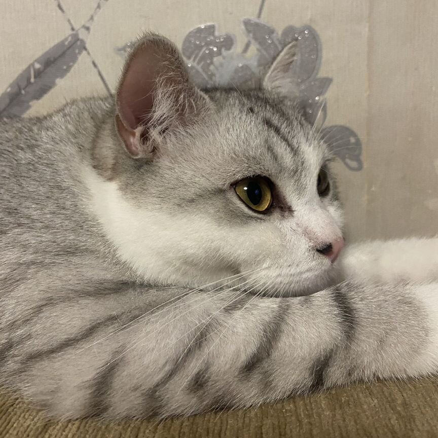 Котята в добрые руки бесплатно москва