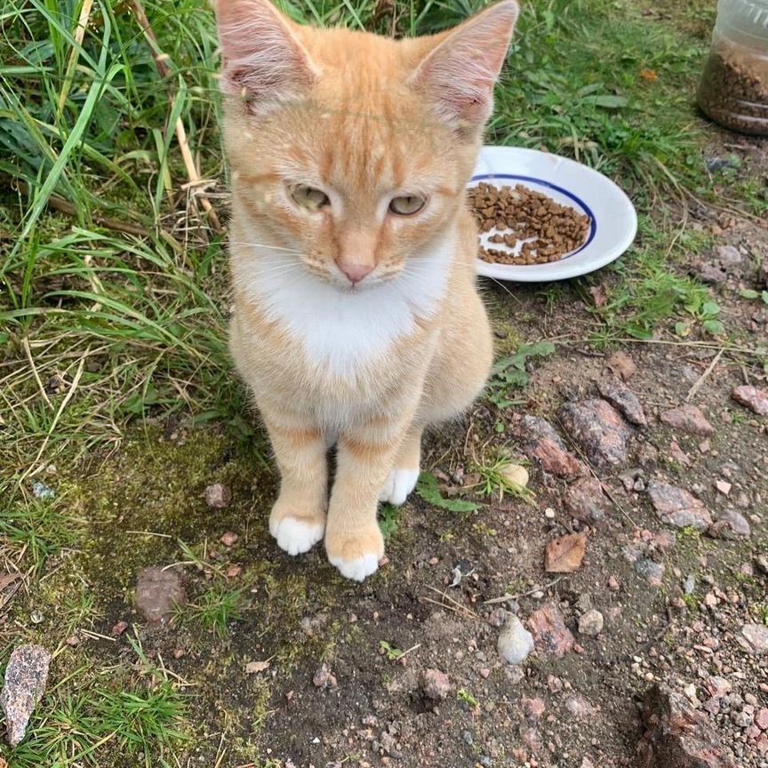 Котята