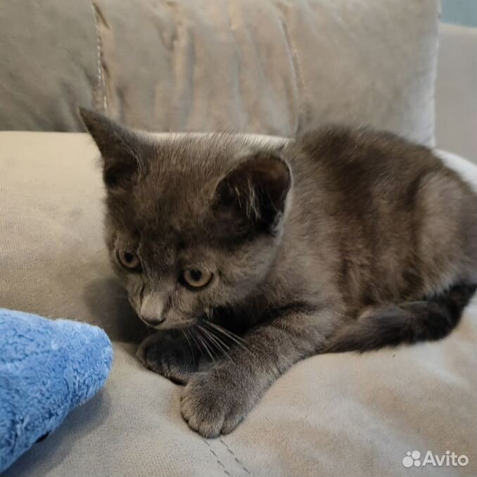 Ищем любящий дом для милого котенка