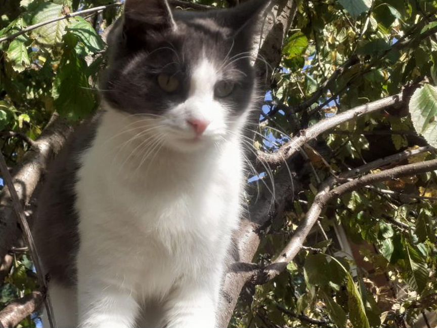 Шотландский котёнок