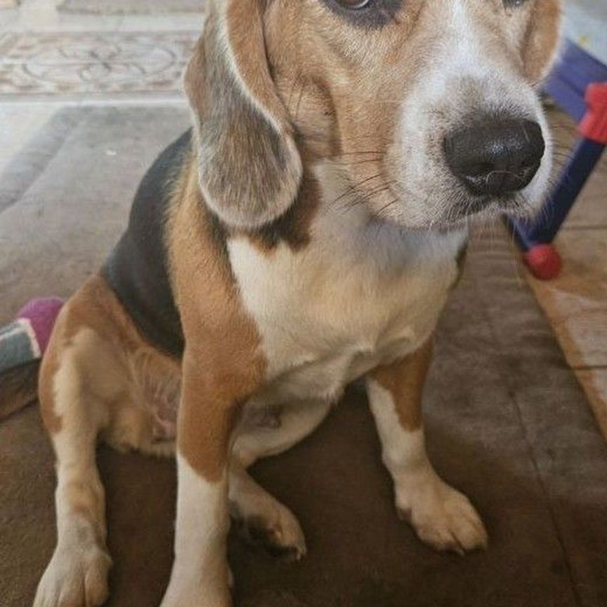 Бигль ищет дом