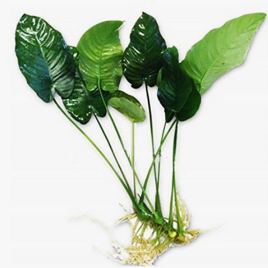 Анубиас гигантский