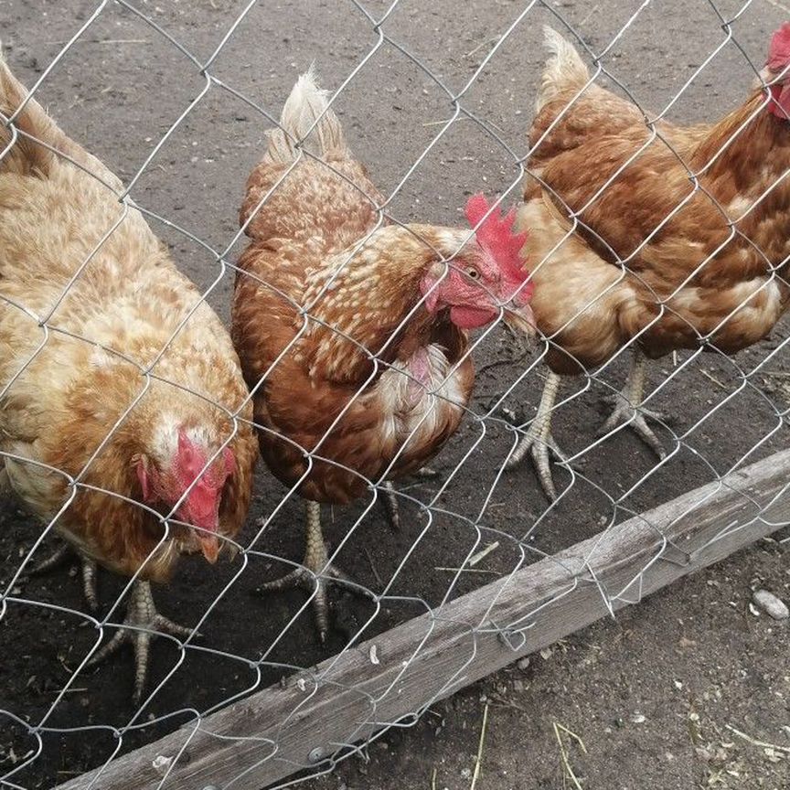 Куры несушки ломан braun