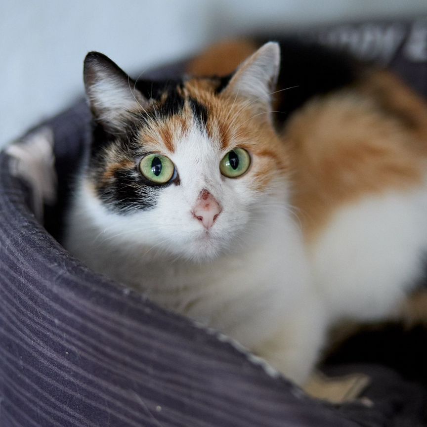 Взрослая кошка в добрые руки