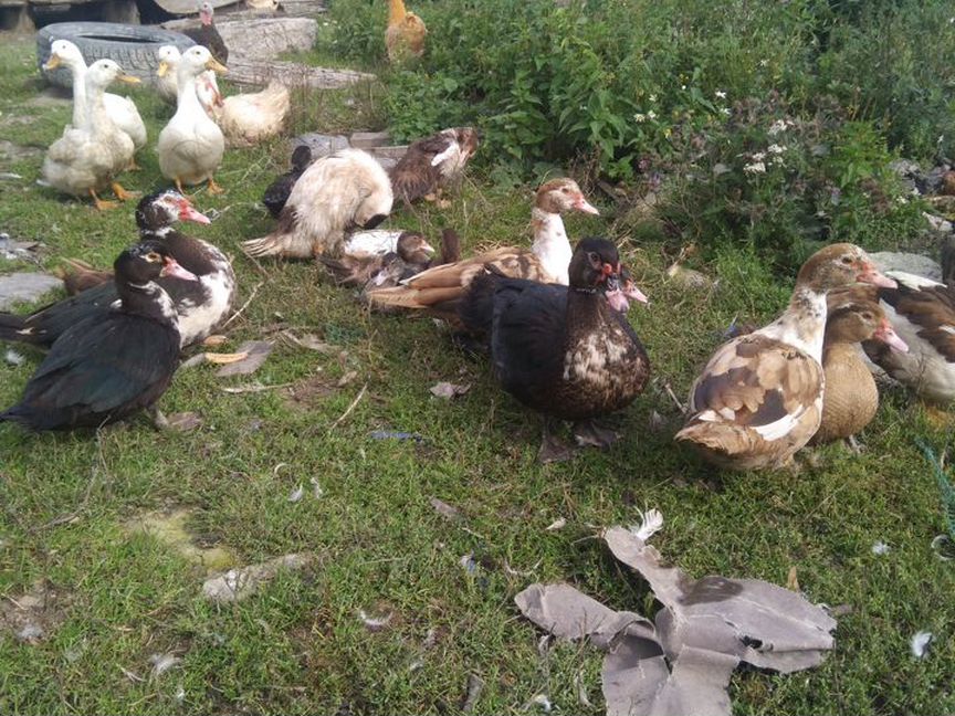 Индоутки,утята мускусной утки, цесарки