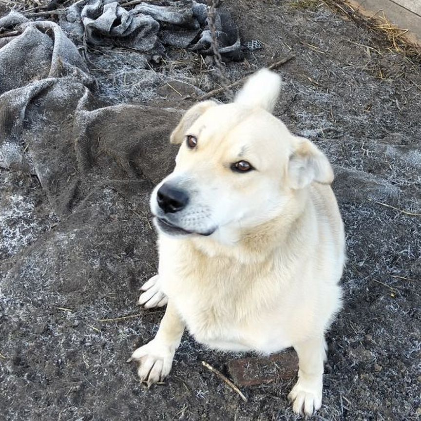 Взрослый пёс в добрые руки