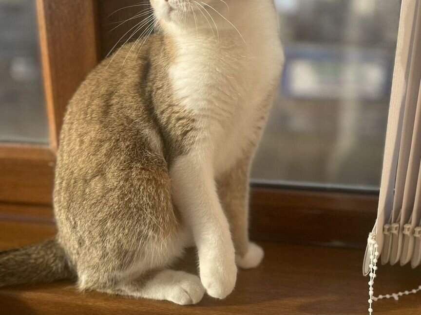 Кошка в дар