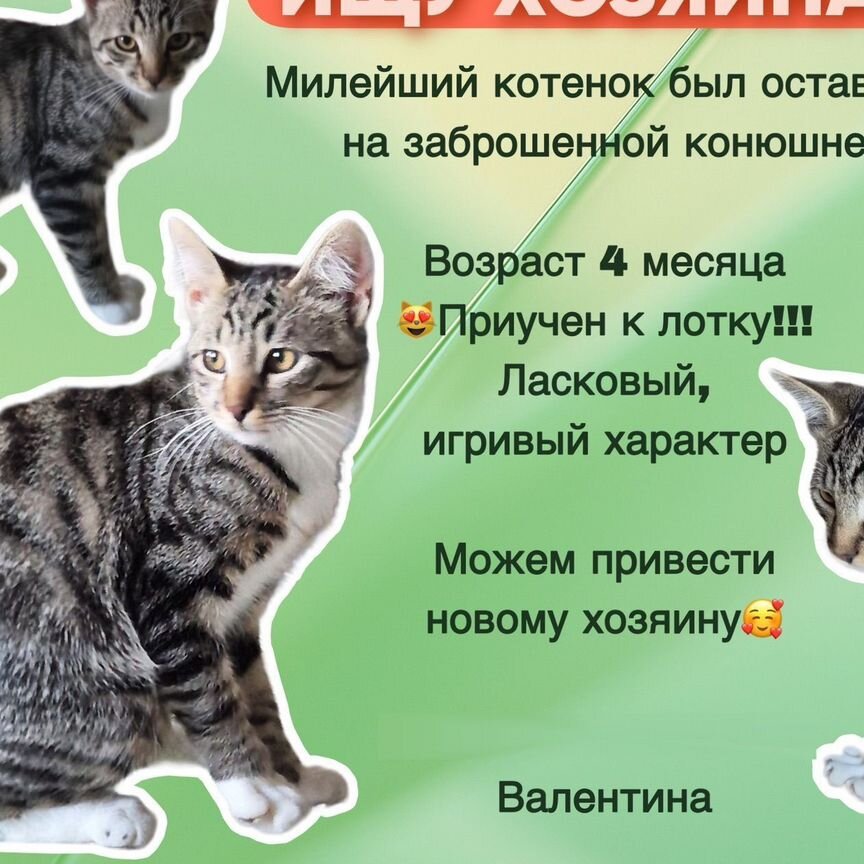 Котёнок в добрые руки