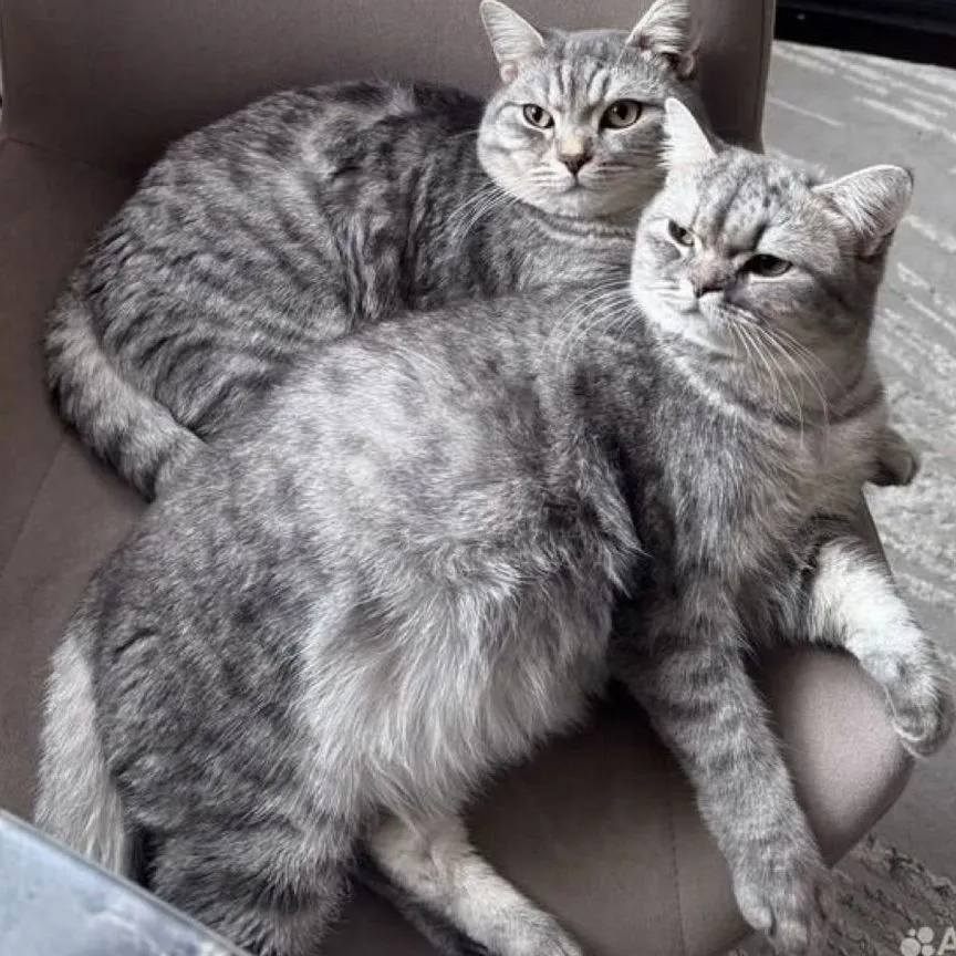 Кошки
