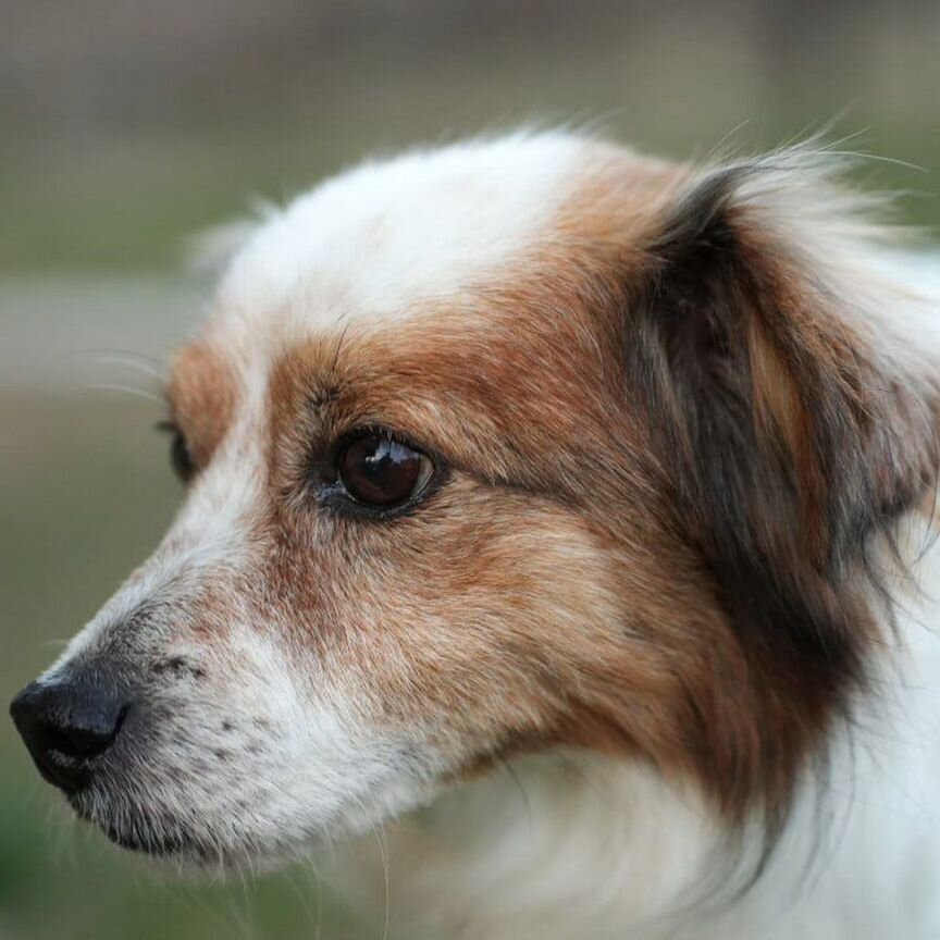 Собака в добрые руки отдам бесплатно