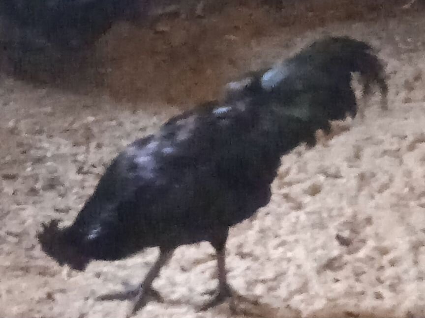 Молодые петухи