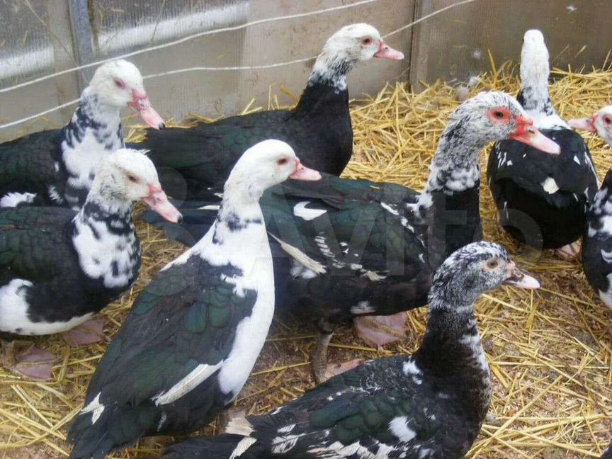 Индоутята подрощенные