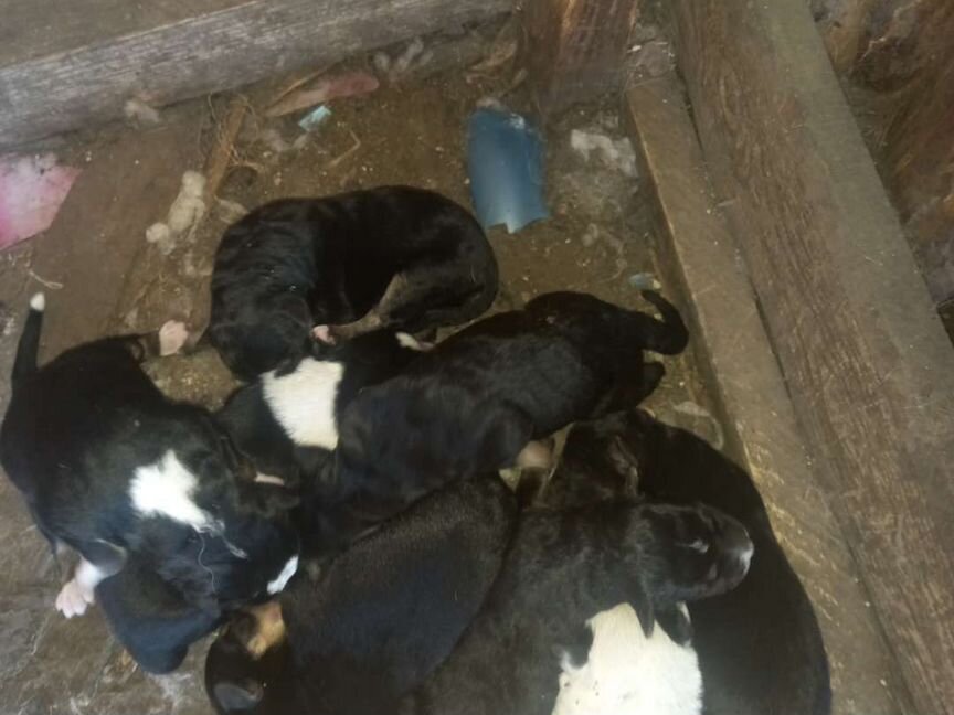 Щенки немецкой овчарки