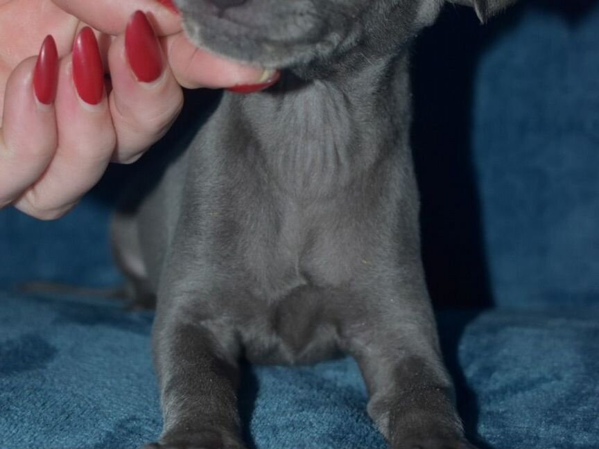 Левретка мальчик