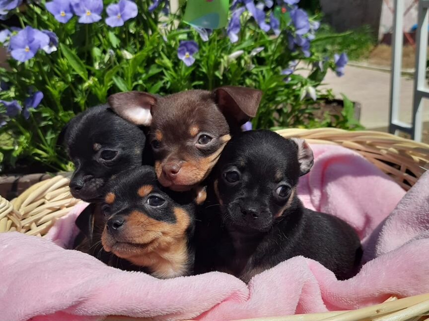 Мини той-терьер щенки