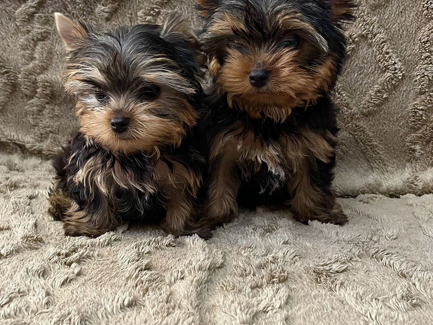 Очаровательные мальчики йоркширского терьера