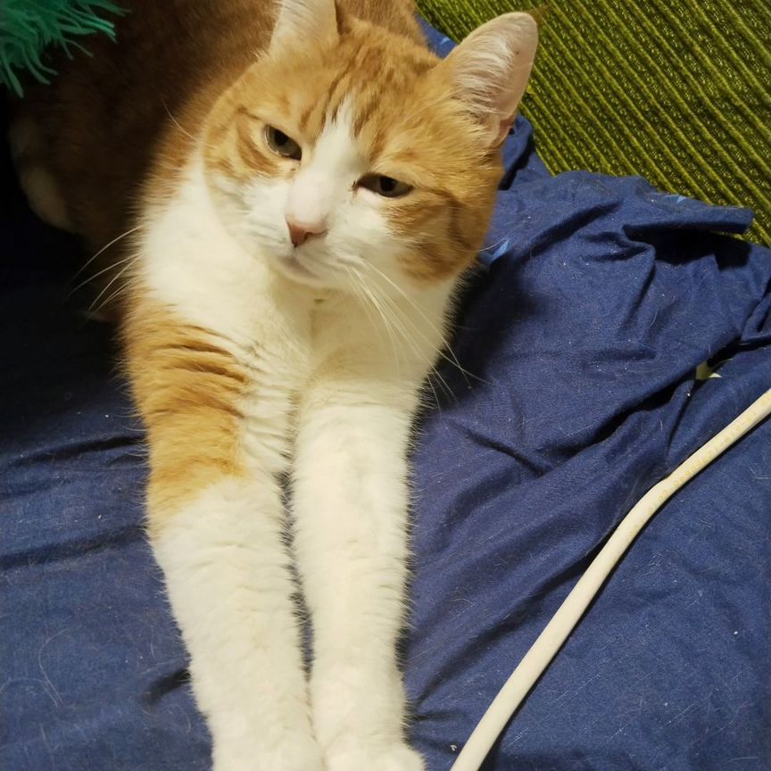 Котик Рыжик