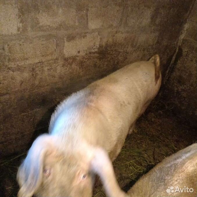 Хряк на племя