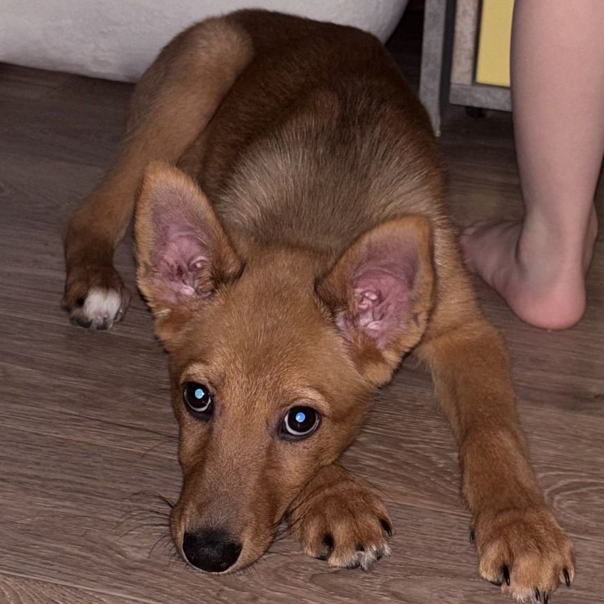 Щенок в добрые руки