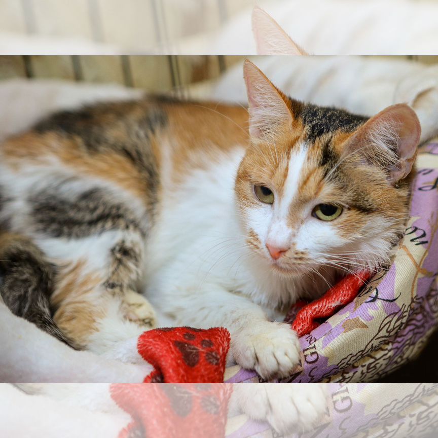 Взрослая, кошка в добрые руки