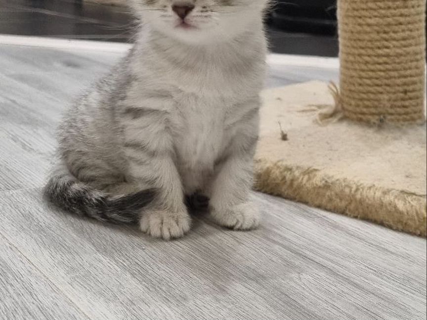 Шотландский вислоухий котенок