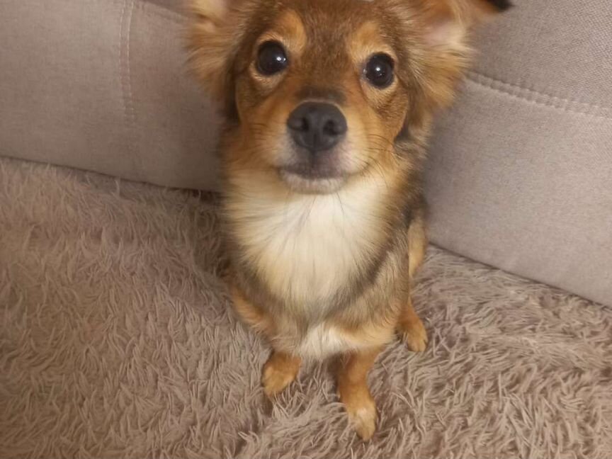 Маленькая собачка ищет семью