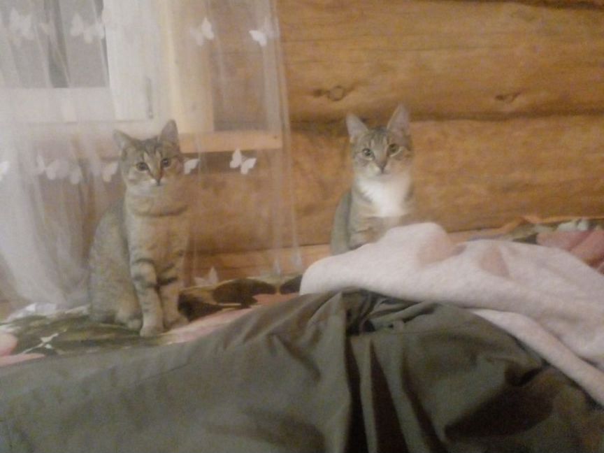 Котята в добрые руки бесплатно