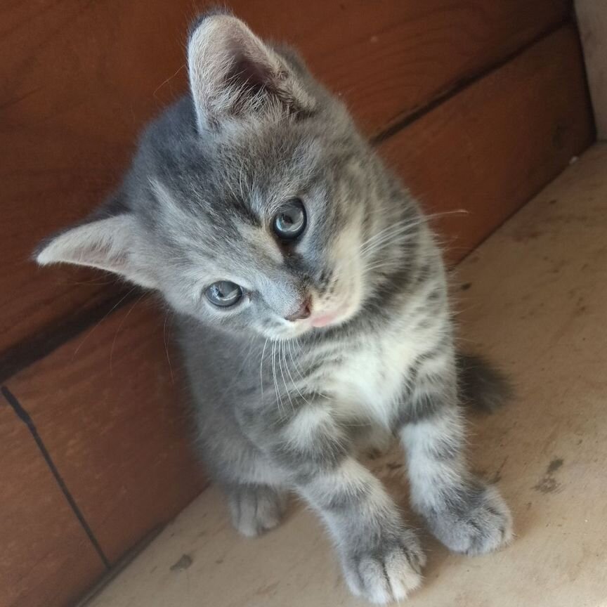Самые замечательные котятки)