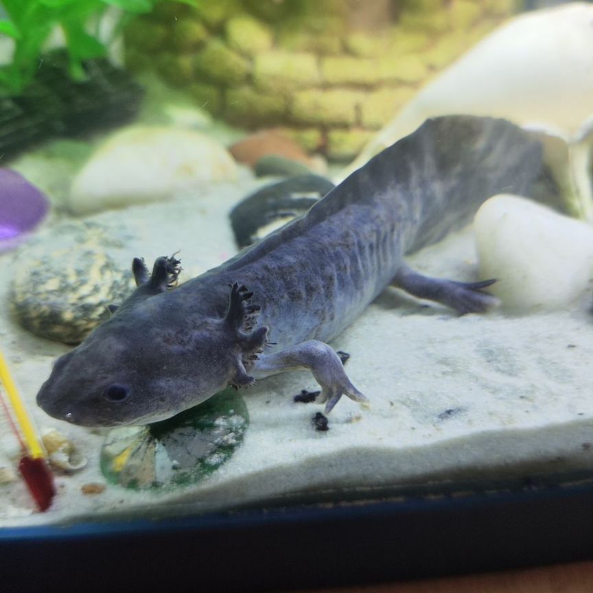 Аксалотль Чёрный бархат