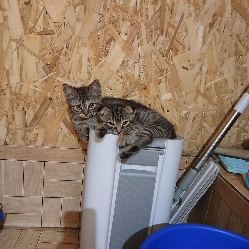 Котята