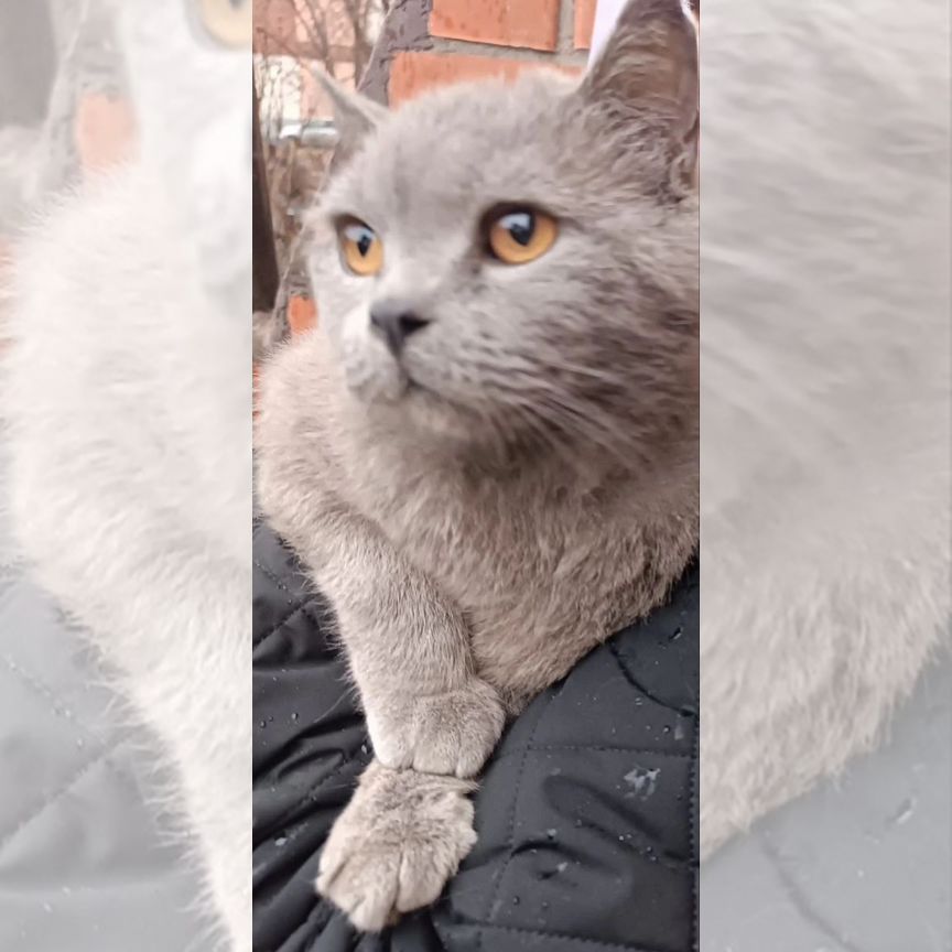 Шотландская вислоухая короткошёрстная, взрослая кошка