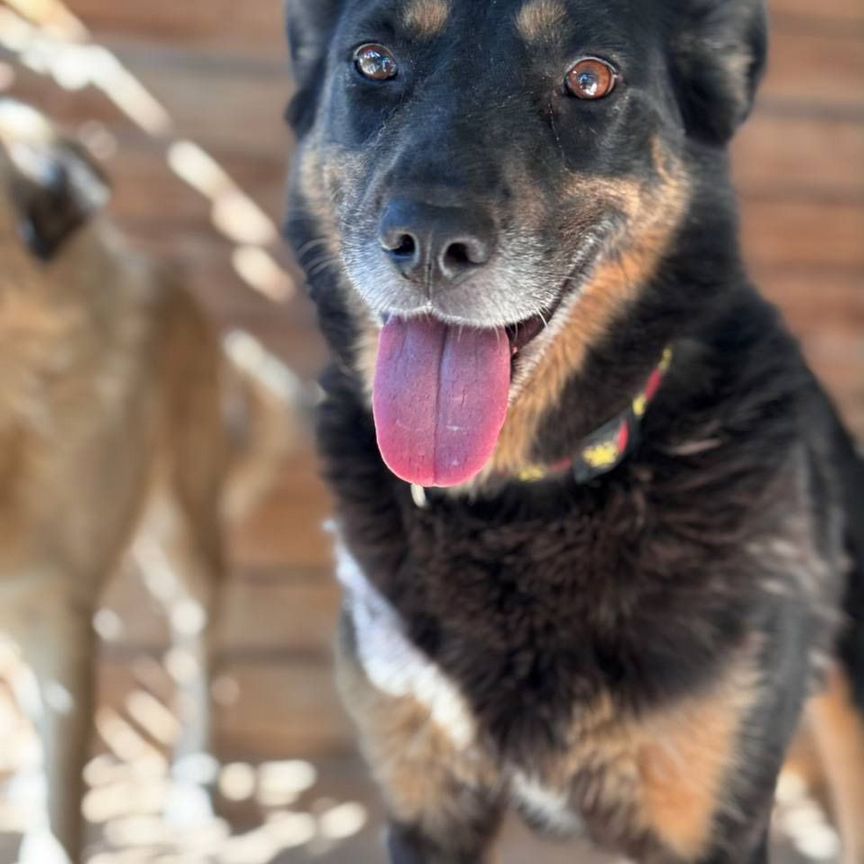 Красавица Китнисс ищет дом