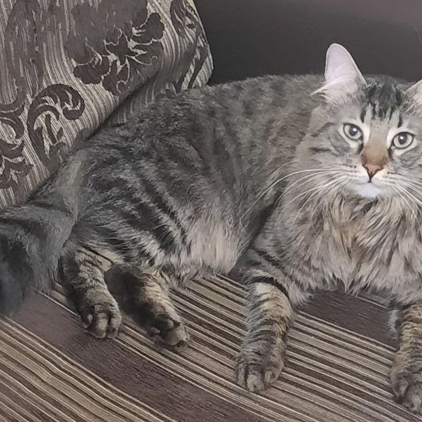 Кот домашний в хорошие руки бесплатно
