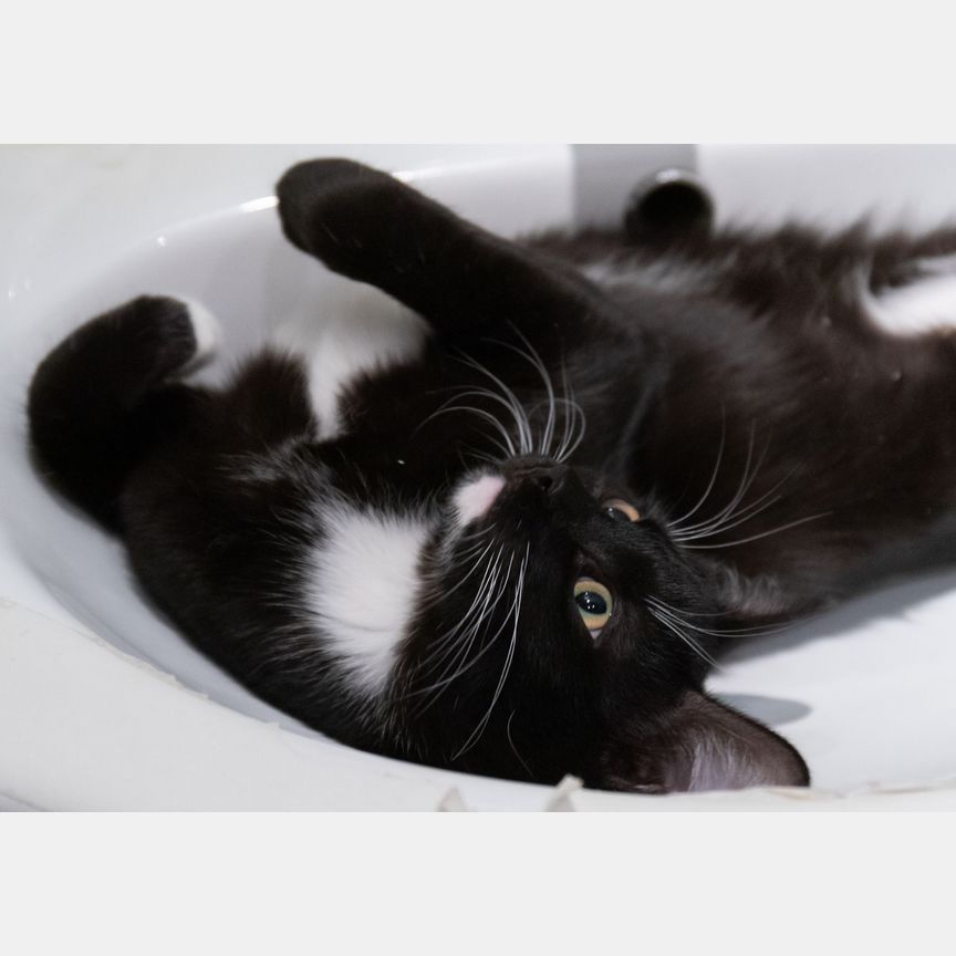 Кошечка 5 мес ласкуша в добрые руки