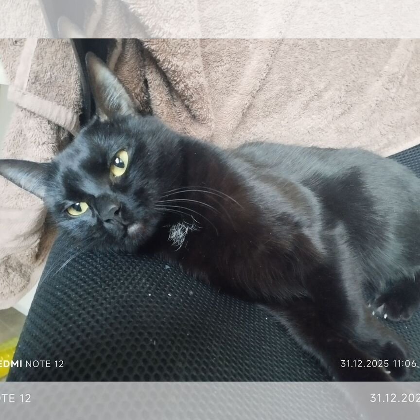 Европейская короткошёрстная, взрослая кошка