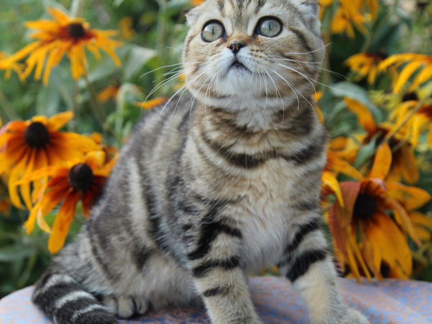 Шотладская вислоухая девочка