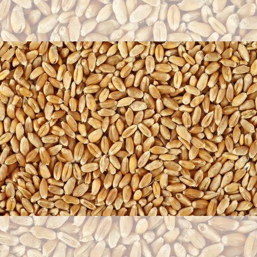 Зерно пшеница