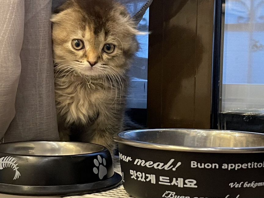 Шотландский котенок