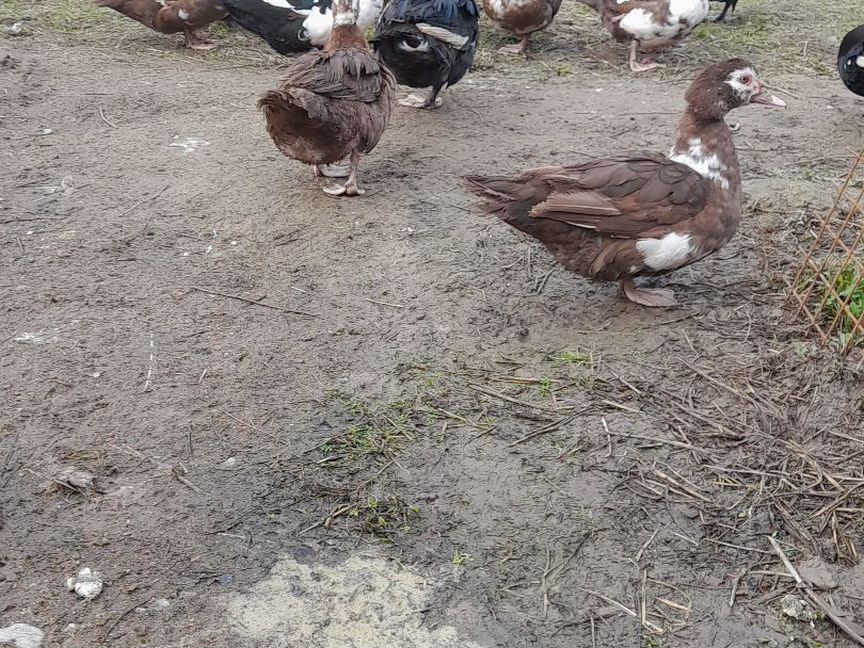 Мускусные утки